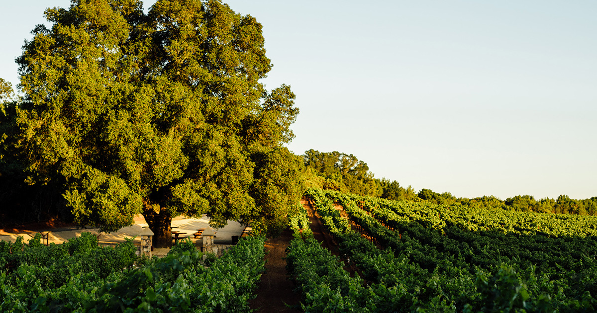 Home - David Arthur Vineyards